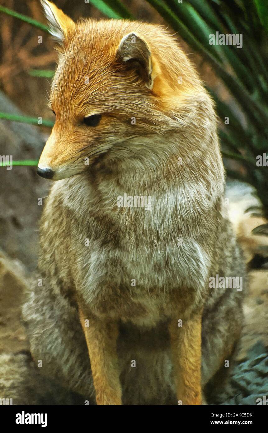 Common Zorro High Resolution Stock Photography and Images - Alamy