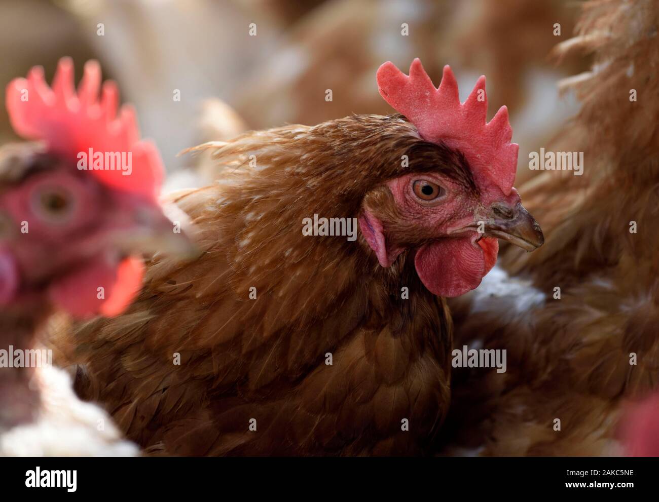 France, Haute Saone, Oricourt, poultry farming, red hen Stock Photo - Alamy