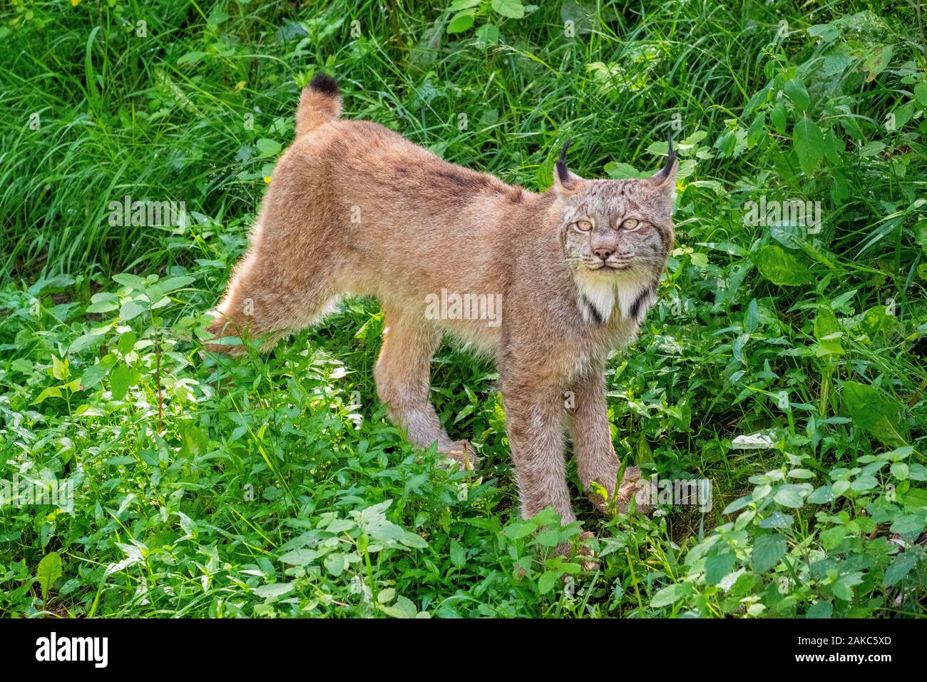 Canada lynx hi-res stock photography and images - Alamy