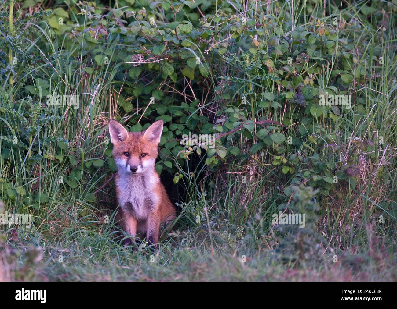 Fox Vulpes vulpes cub North Norfolk June Stock Photo - Alamy