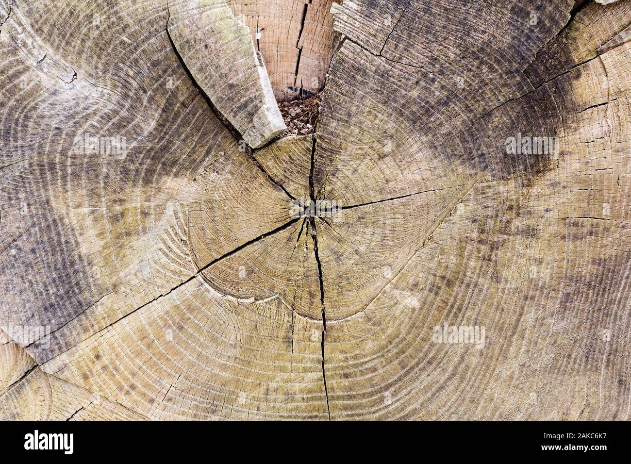 Close up of a log showing the internal patterns and age of the tree ...