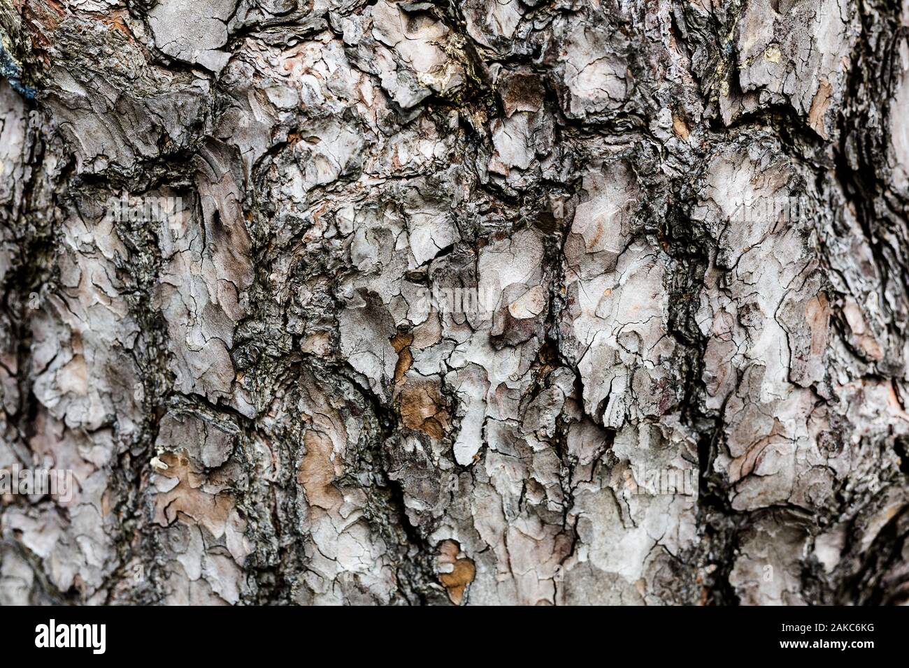 A close up of the patterns of tree bark. Background image Stock Photo ...