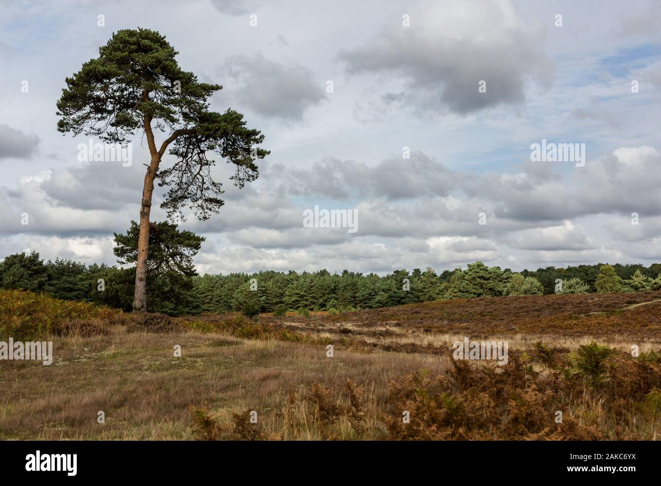 Typical suffolk rural landscape hi-res stock photography and images - Alamy