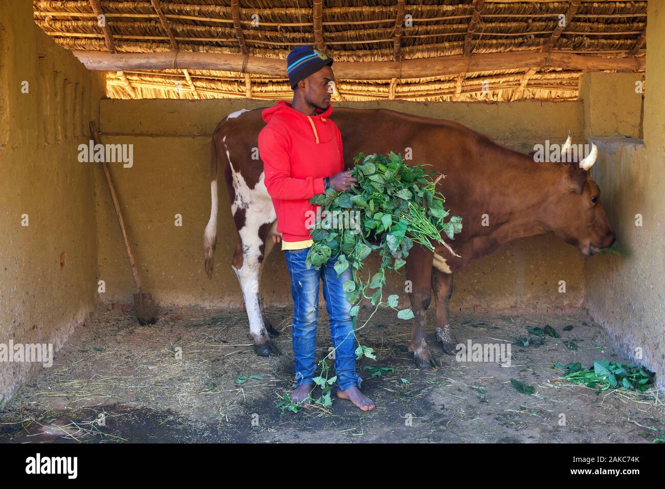 Madagascar, Alaotra-Mangoro, Manganaro, farmer feeding his cow Stock ...