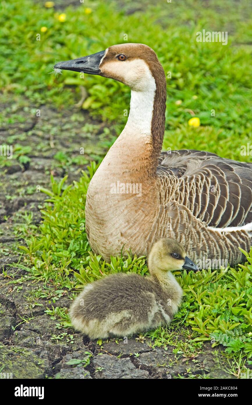 Where its wild ancestor hi-res stock photography and images - Alamy