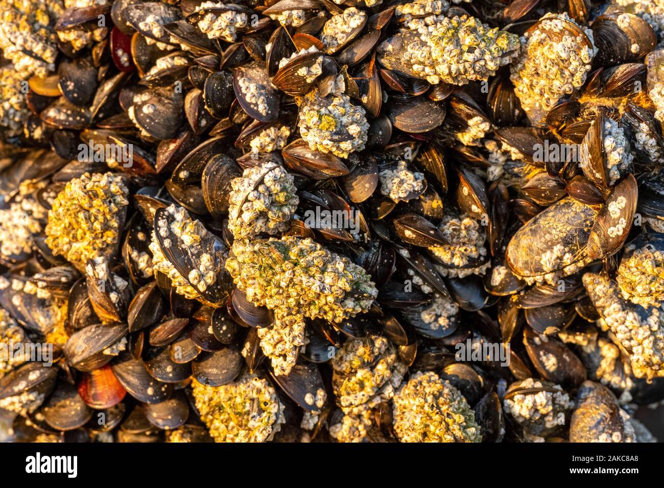 Discovered shell hi-res stock photography and images - Alamy