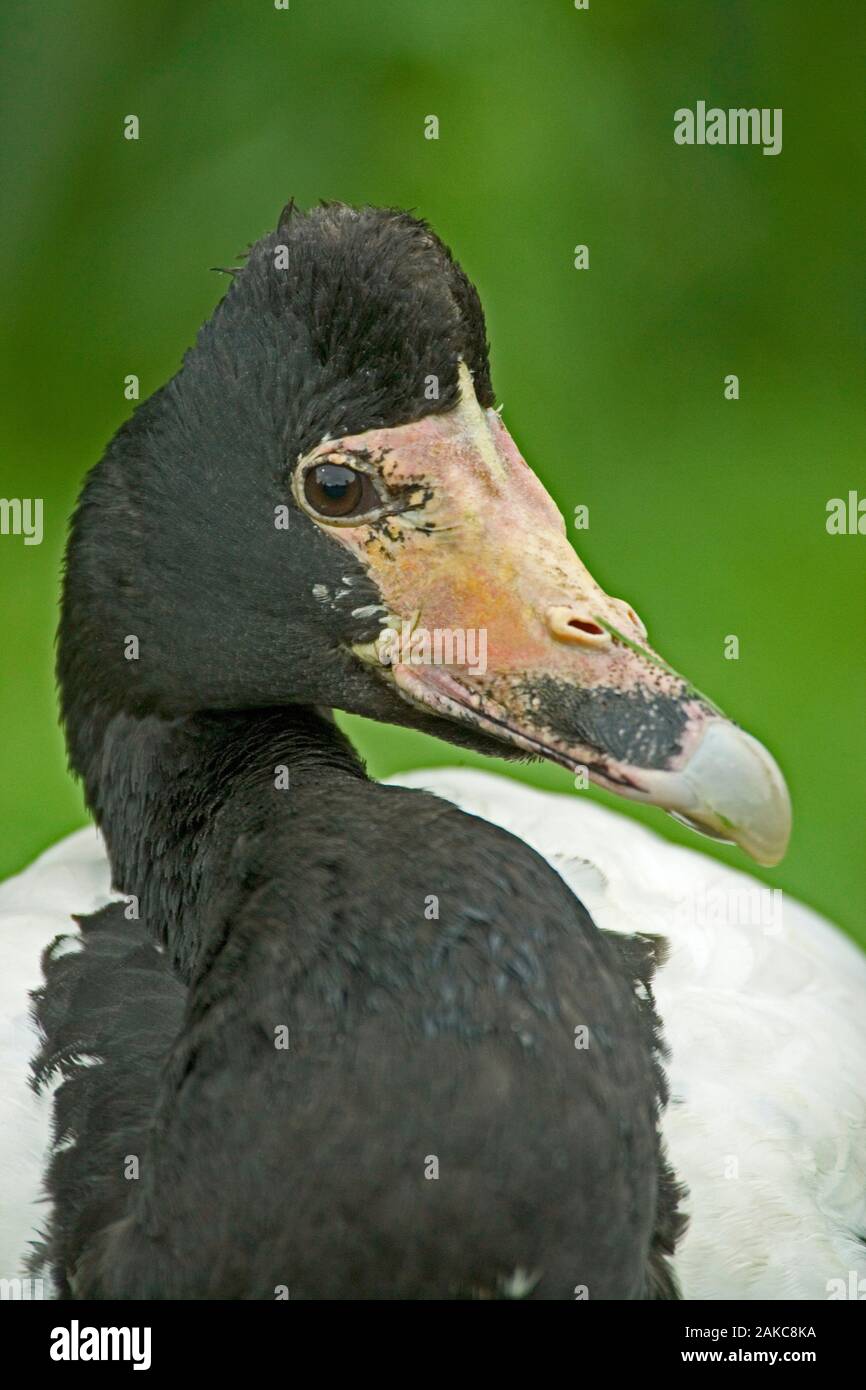 MAGPIE or SEMI-PALMATED GOOSE or PIED GOOSE (Anseranus semipalmata ...