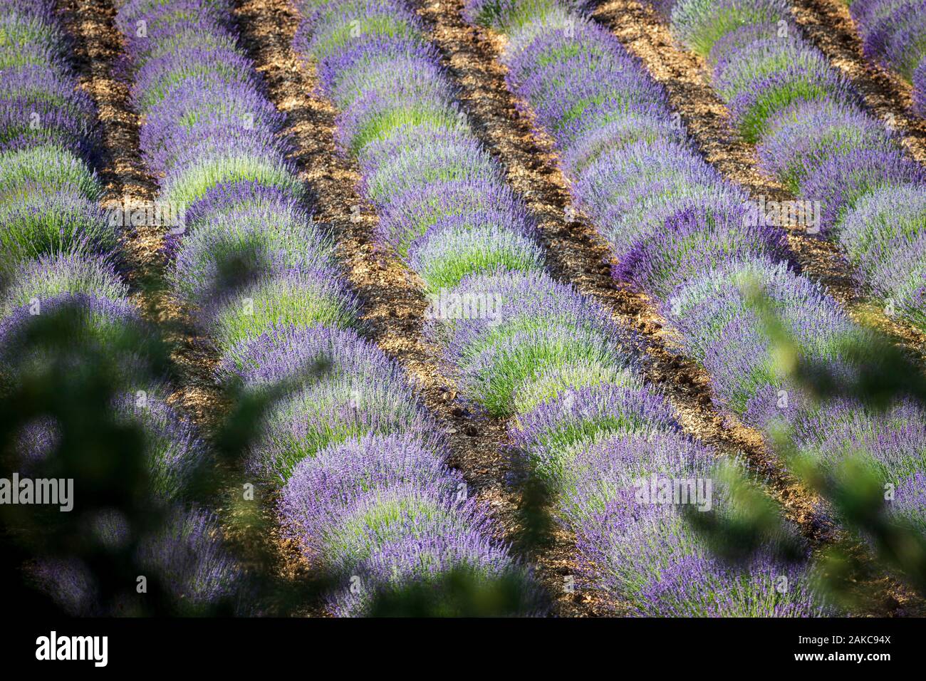 Natural regional park of baronnies provencales hi-res stock photography ...