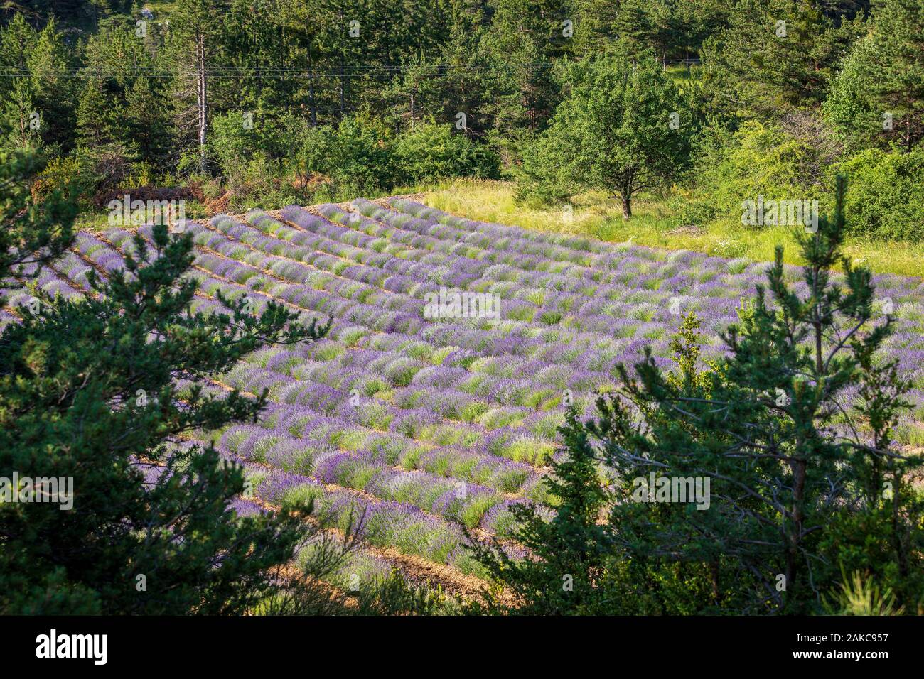 Natural regional park of baronnies provencales hi-res stock photography ...