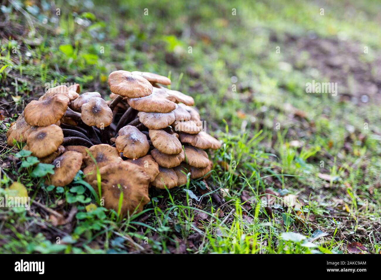 Lactarius quietus, also known as the oak milkcap, oakbug milkcap or ...