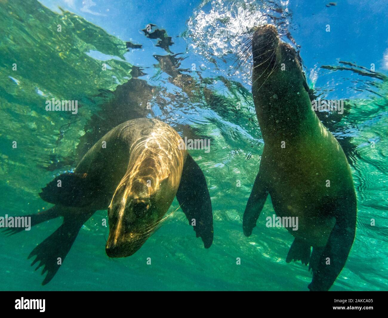 Ecuador, Galápagos Archipelago, listed as World Heritage by UNESCO ...