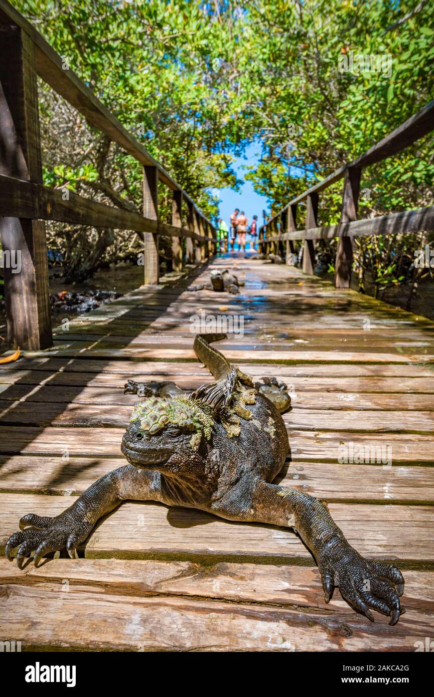 Ecuador, Galapagos archipelago, listed as World Heritage by UNESCO ...