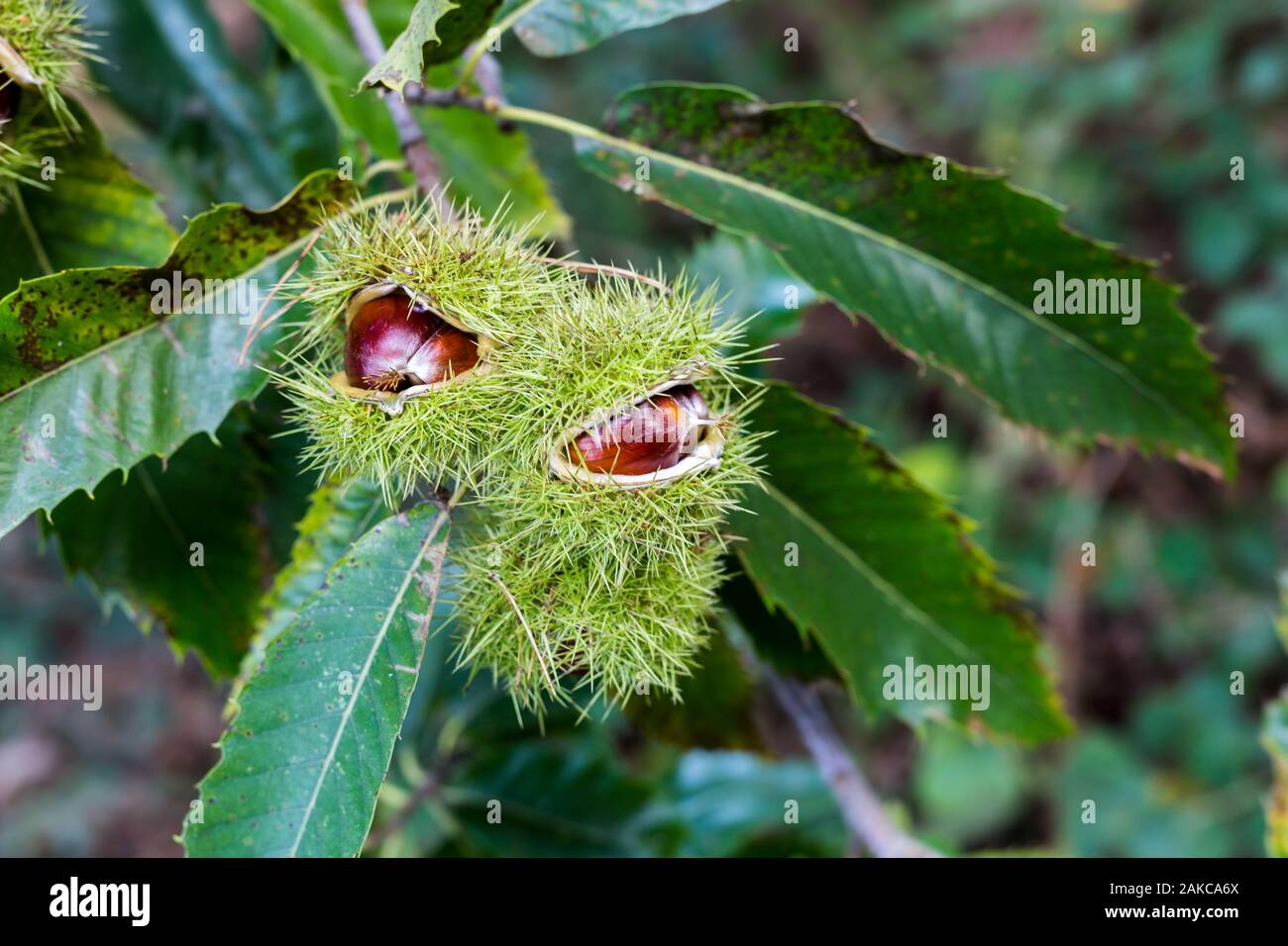 Chestnuts looking gorgeous on the branch of a chestnut tree Stock Photo ...