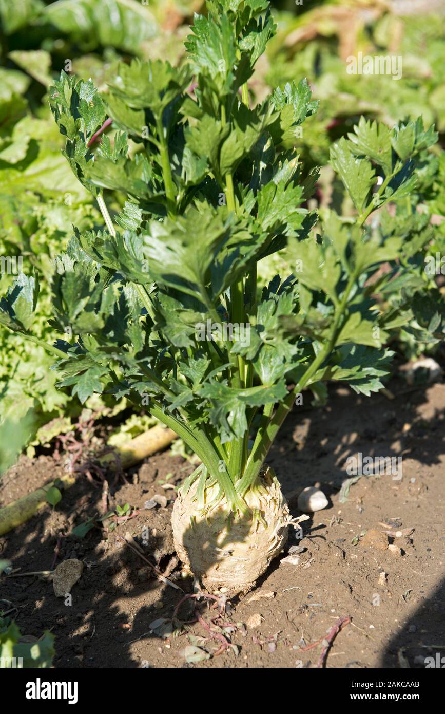 Celeri root in garden ( Apium graveolens), France Stock Photo - Alamy