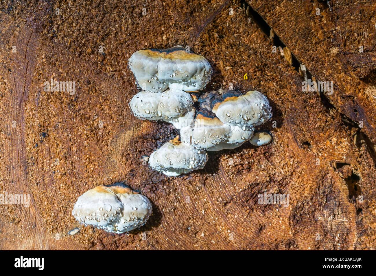 Fungus grows hi-res stock photography and images - Alamy