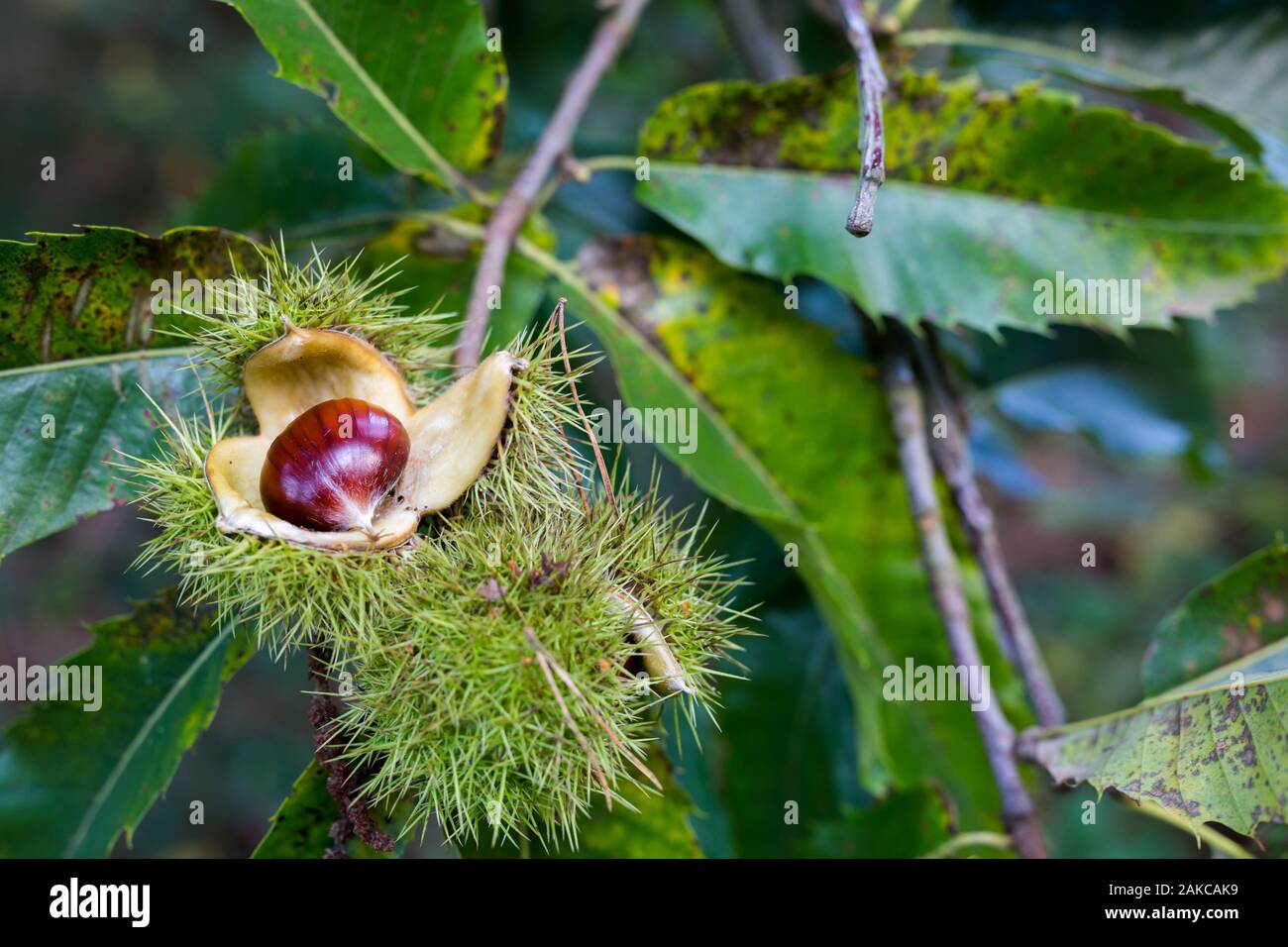 Looking gorgeous hi-res stock photography and images - Alamy