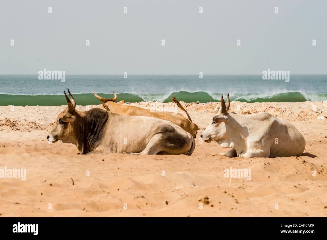 Bulls on the beach in the town of Bijilo in western Gambia in Africa ...