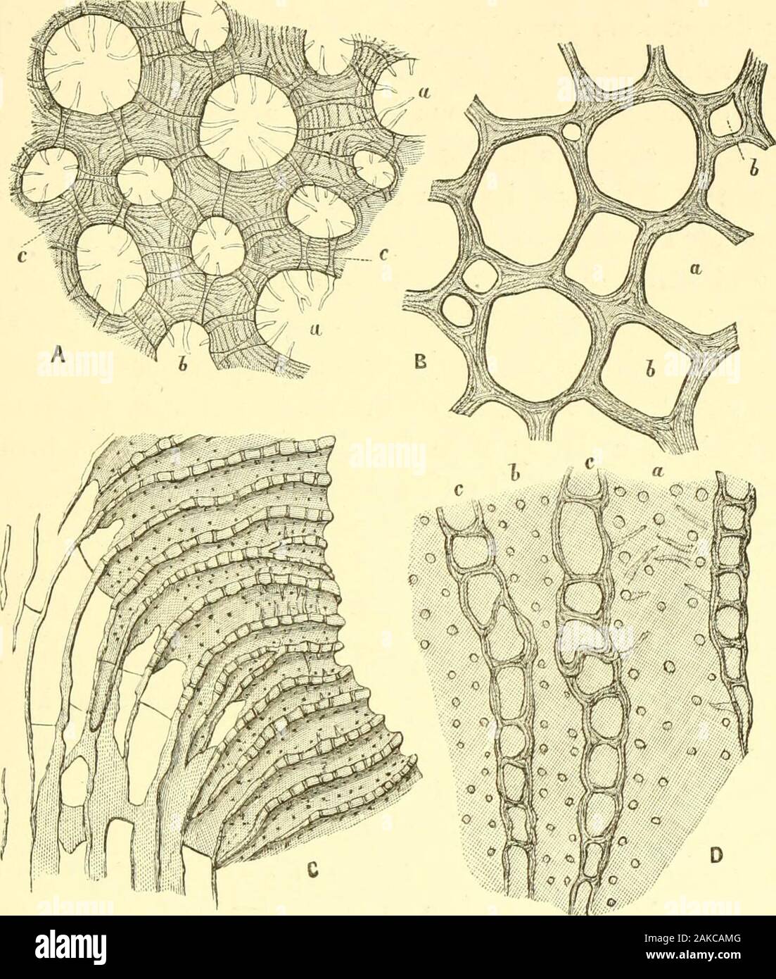 Tangential cross section hi-res stock photography and images - Alamy