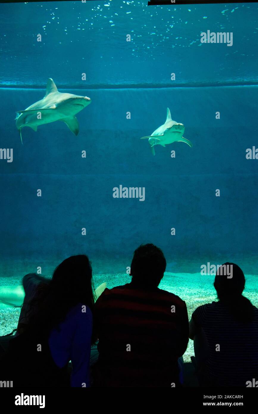 Italy, Liguria, Genoa, Porto Antico (Old harbour) with the largest aquarium of Europe, the basin ...