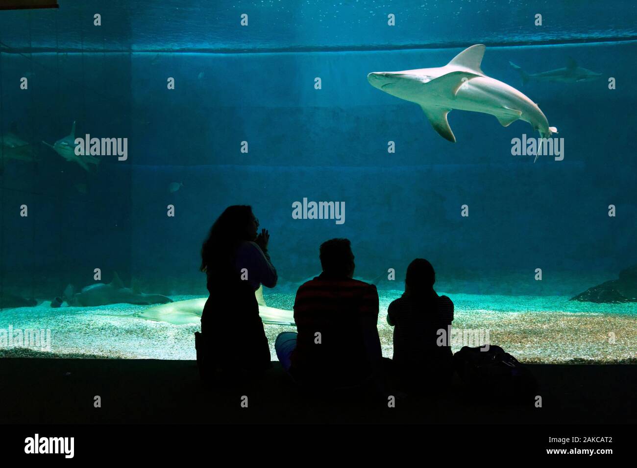 Italy, Liguria, Genoa, Porto Antico (Old harbour) with the largest aquarium of Europe, the basin ...