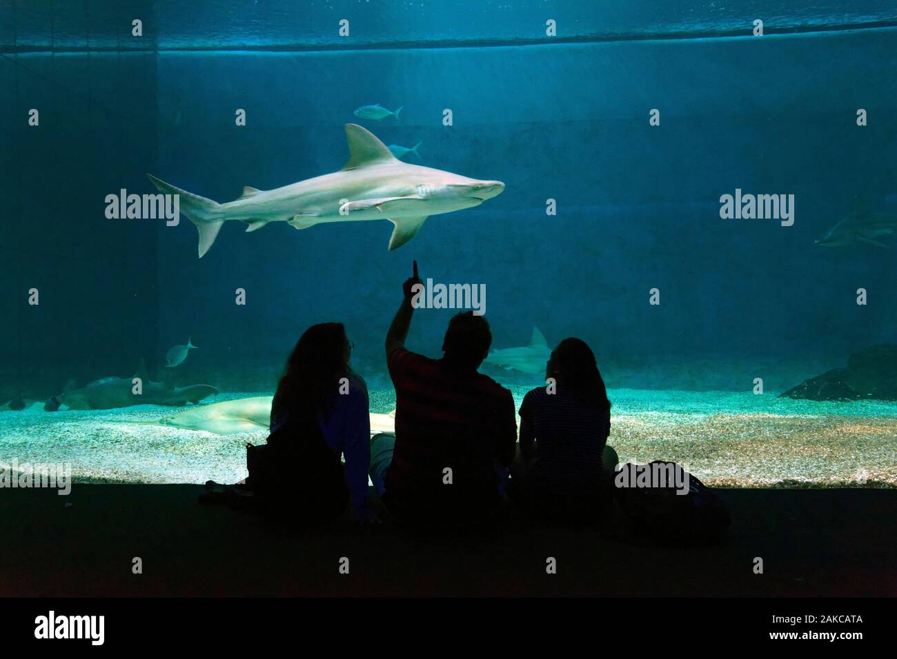 Italy, Liguria, Genoa, Porto Antico (Old harbour) with the largest aquarium of Europe, the basin ...