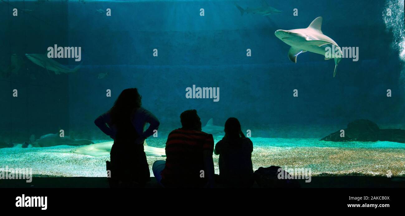 Italy, Liguria, Genoa, Porto Antico (Old harbour) with the largest aquarium of Europe, the basin ...