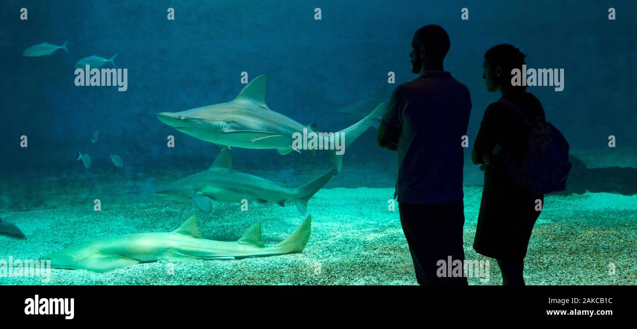 Italy, Liguria, Genoa, Porto Antico (Old harbour) with the largest aquarium of Europe, the basin ...