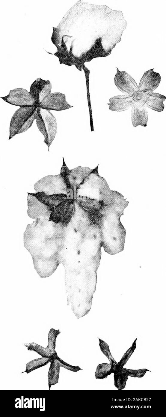 Cotton burs Cut Out Stock Images & Pictures - Alamy