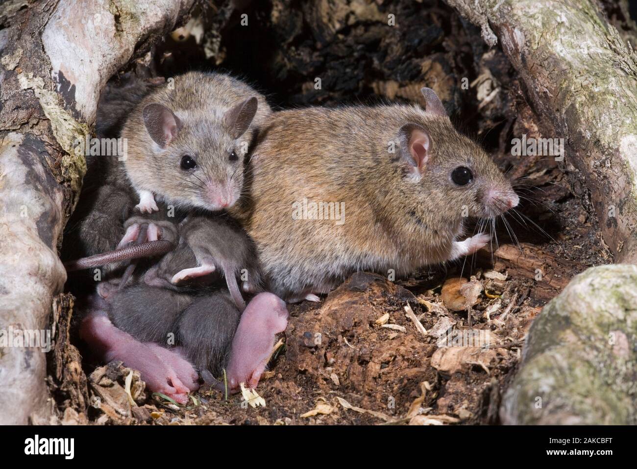 Praomys hi-res stock photography and images - Alamy
