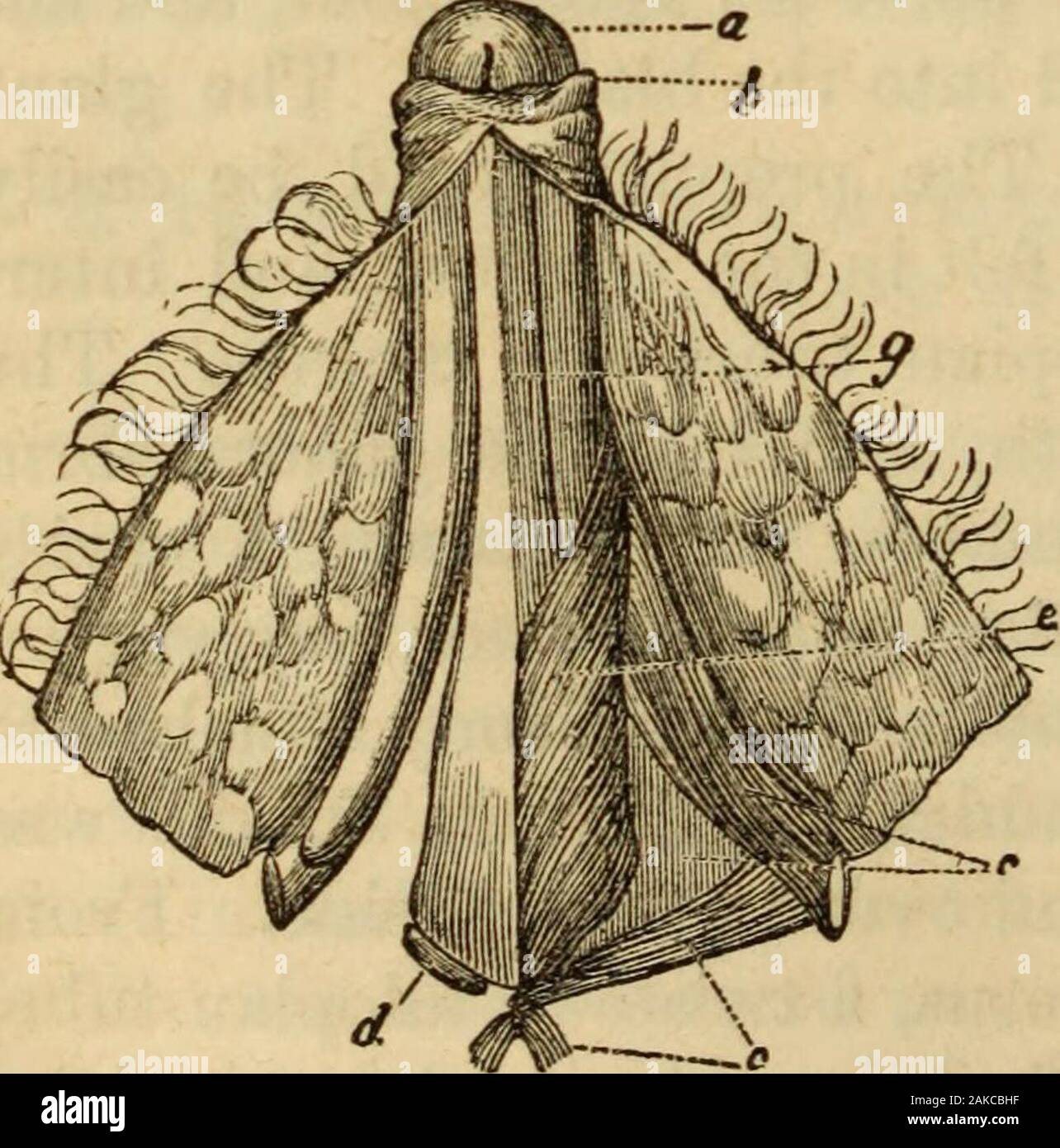 Anaccessory hi-res stock photography and images - Alamy