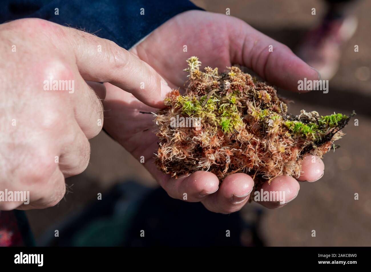 Ireland, Meath County, Navan area, Causey Farm, pedagogical farm ...