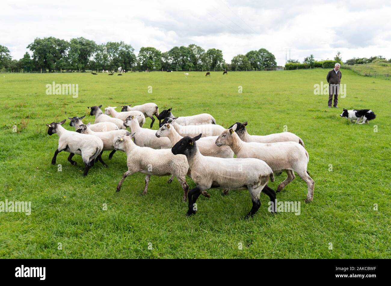 Ireland, Meath County, Navan area, Causey Farm, pedagogical farm ...