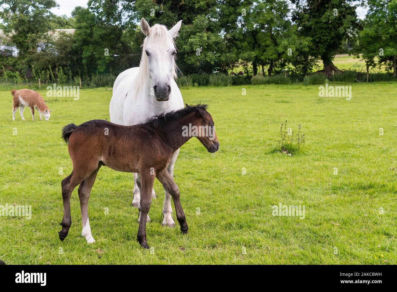 Ireland, Meath County, Navan area, Causey Farm, pedagogical farm Stock ...
