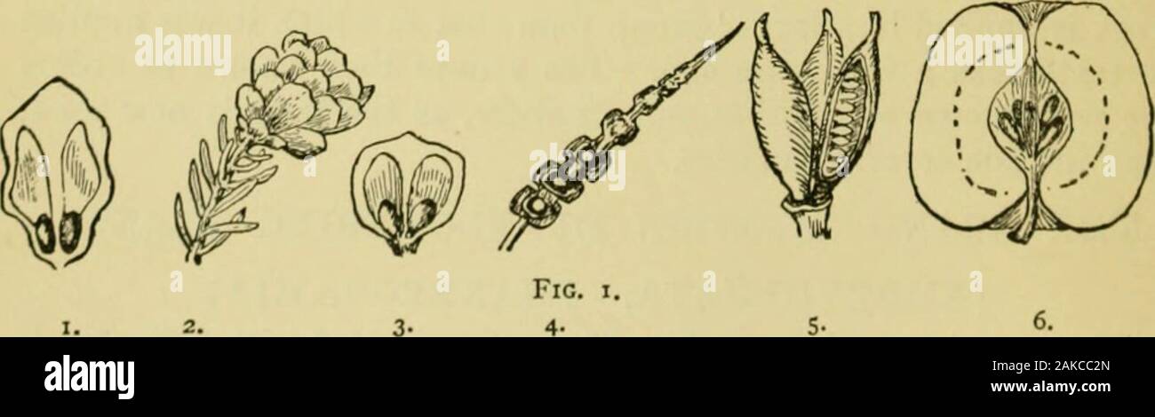 Cone scales of a closed cone hi-res stock photography and images - Alamy