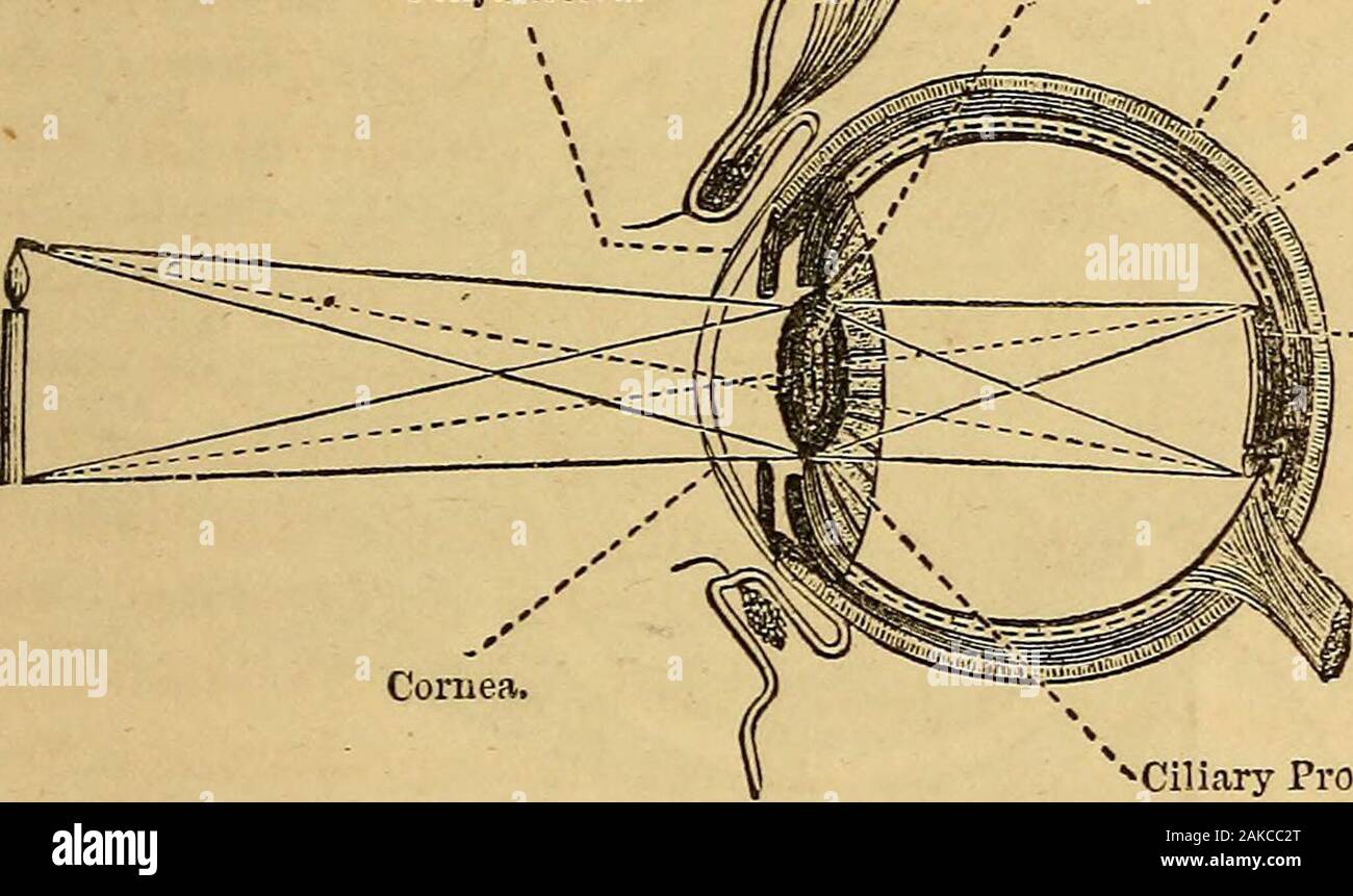 The mole agent brain hi-res stock photography and images - Alamy
