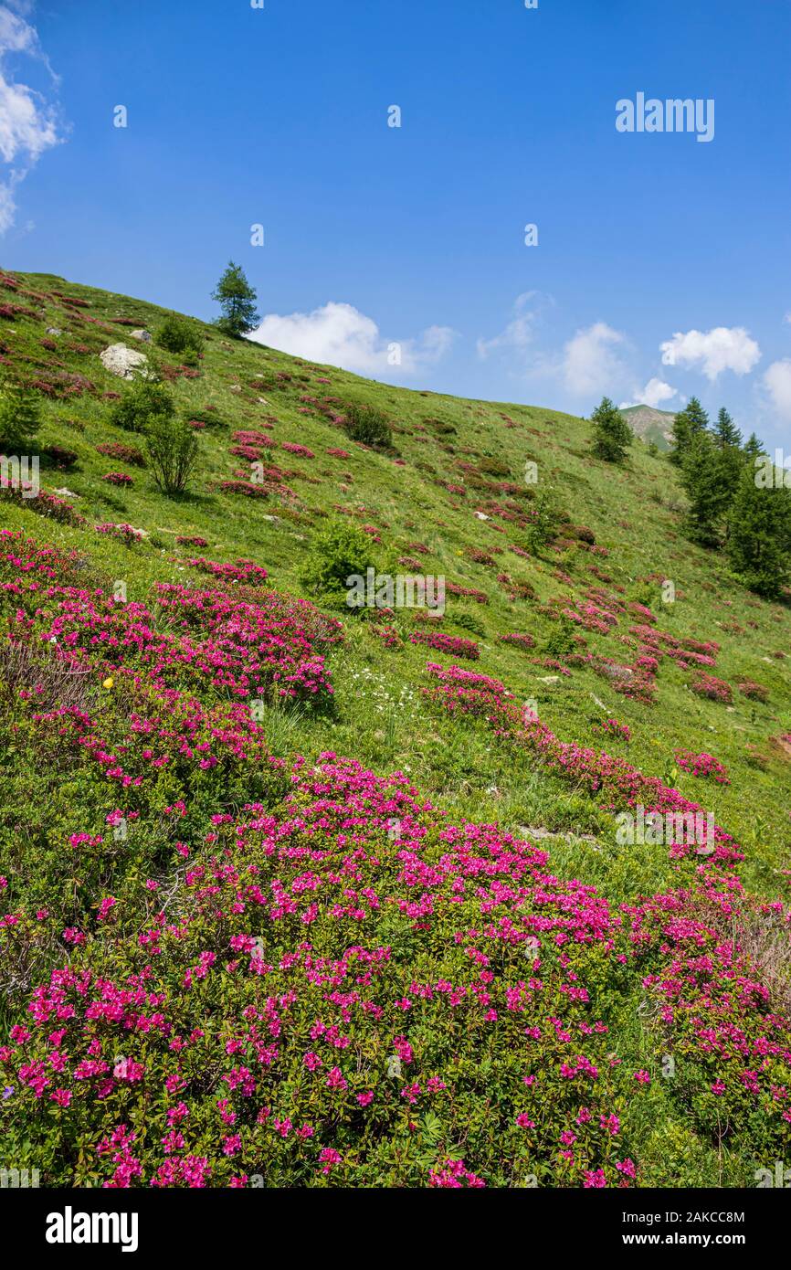 France, Hautes Alpes, Ecrins National Park, Champsaur, Drac Noir valley ...
