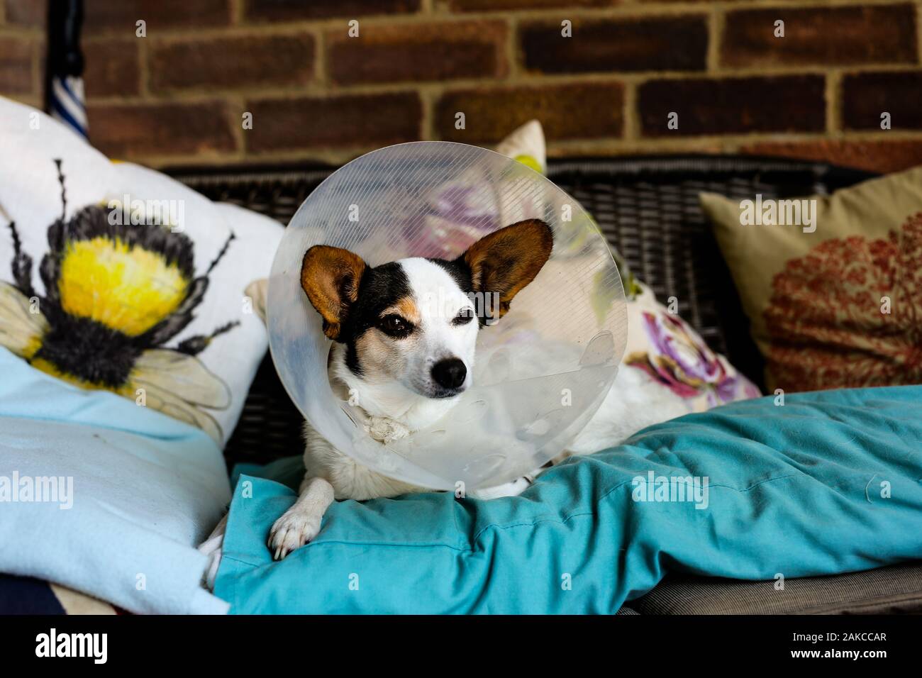 Papillon and jack russell cross breed hi-res stock photography and ...