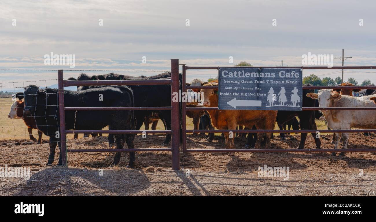 Cattle feedlot america hi-res stock photography and images - Alamy