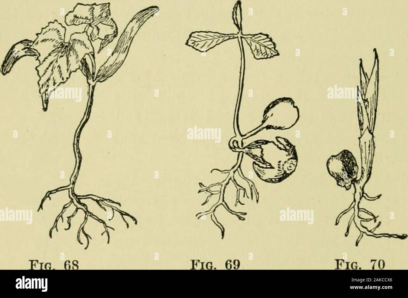 Albumen plants hi-res stock photography and images - Alamy