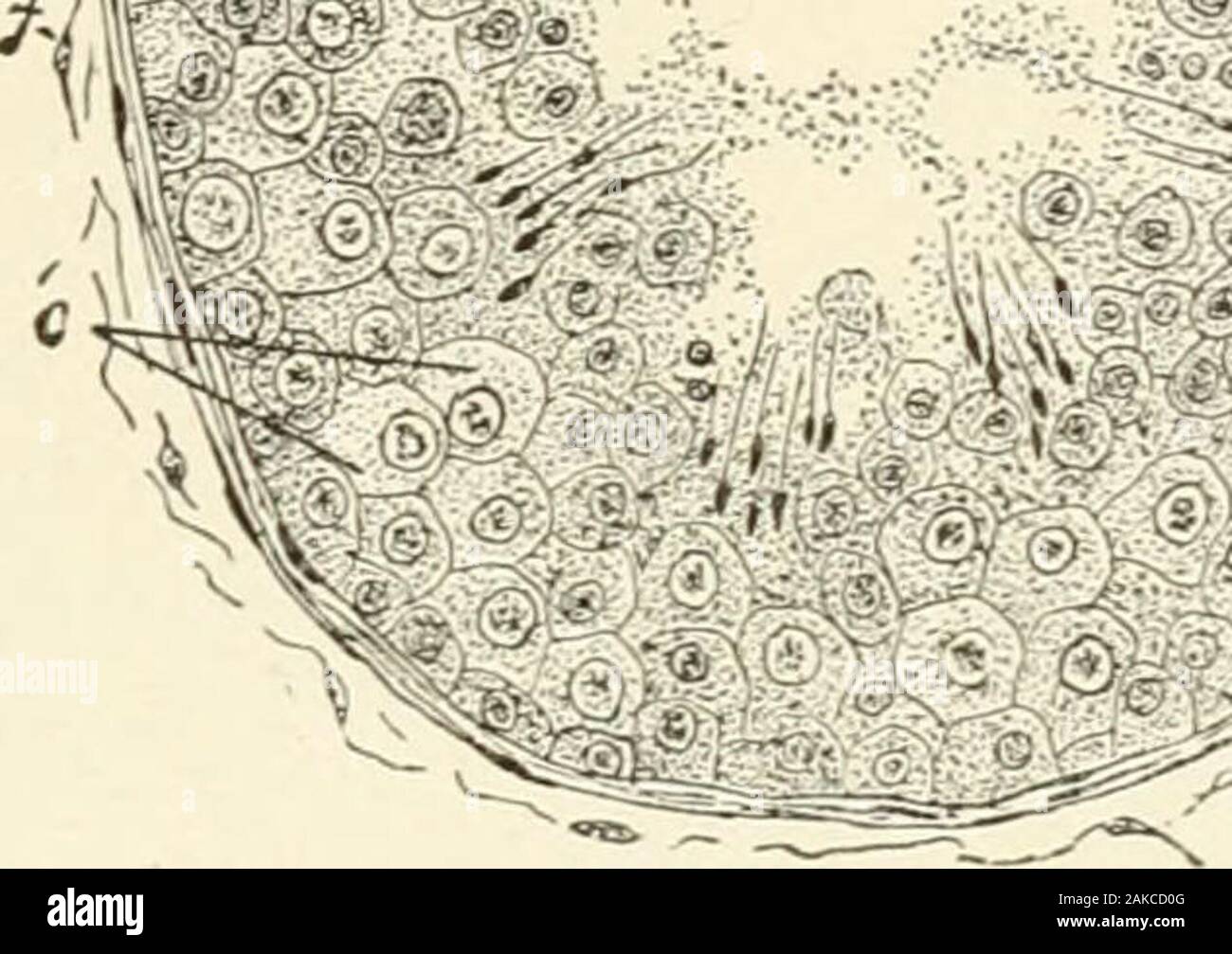 Seminiferous tubule and spermatozoa hi-res stock photography and images ...