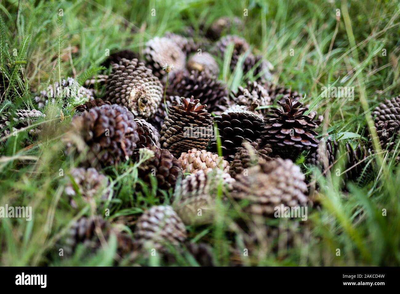 Falling pine cone on fir hi-res stock photography and images - Alamy