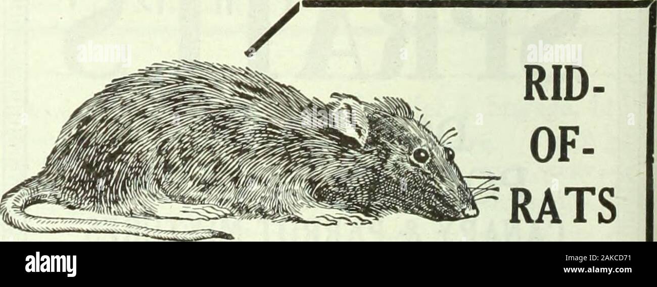 Starving rats hi-res stock photography and images - Alamy