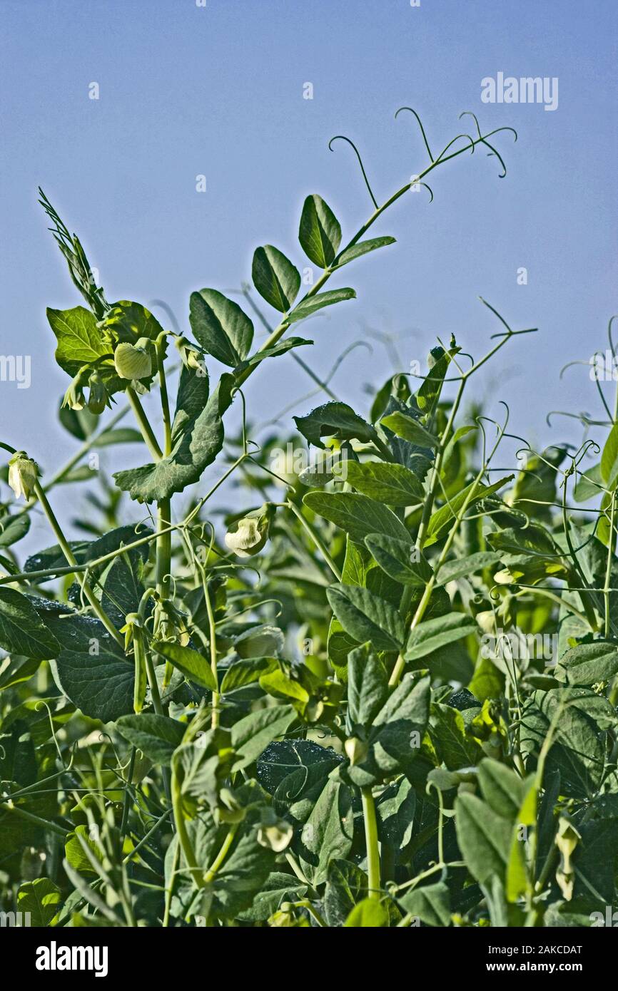 The pea fields hi-res stock photography and images - Alamy