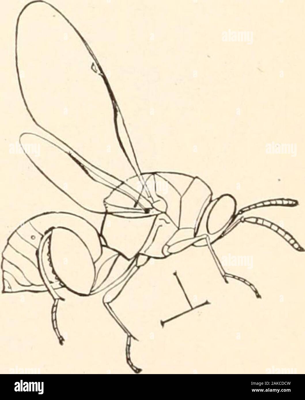 Directions for collecting and preserving insects . FIG. 5.—An Ichneumon ...