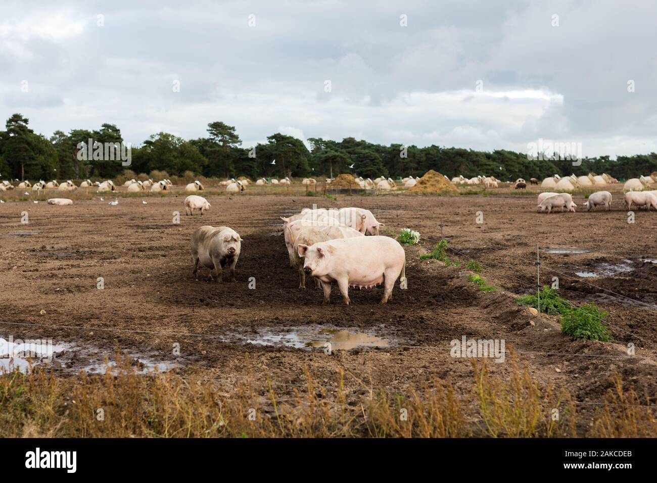 Reared pig hi-res stock photography and images - Alamy