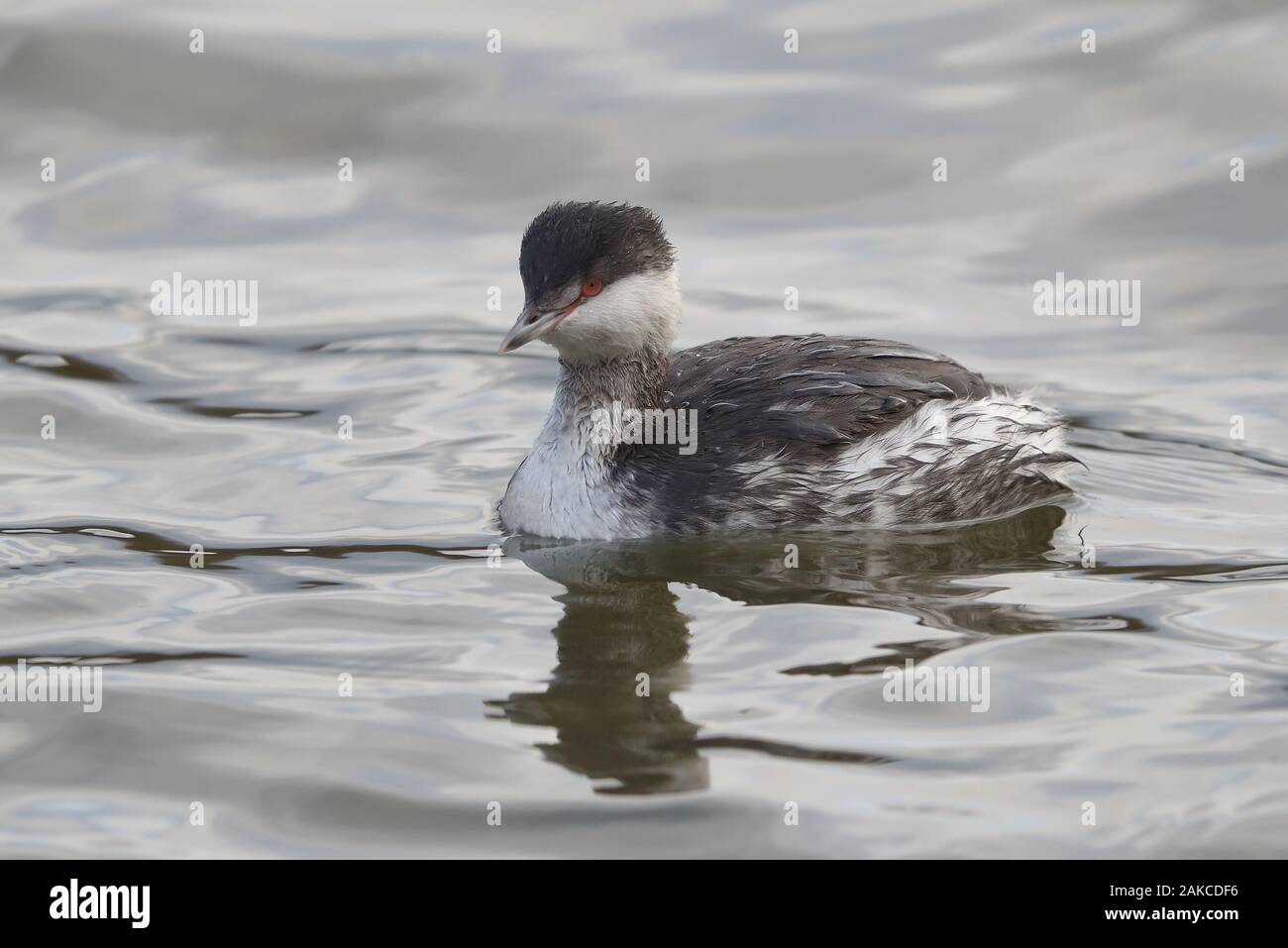 Slavonian Grebe at Attenborough Nature Reserve Stock Photo - Alamy