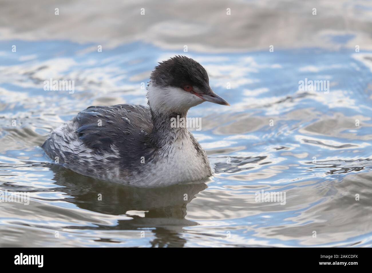 Slavonian Grebe at Attenborough Nature Reserve Stock Photo - Alamy