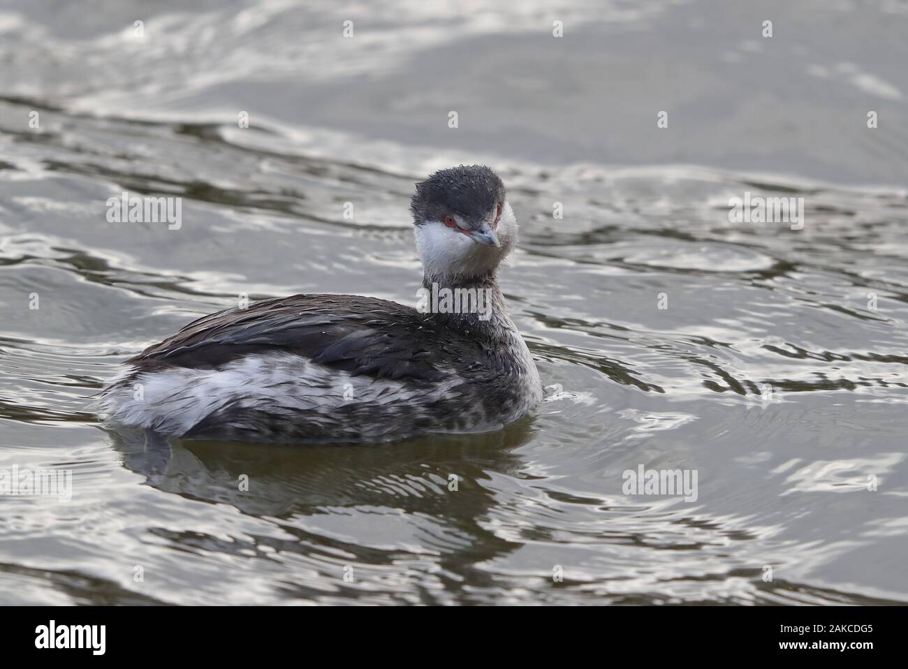Slavonian Grebe at Attenborough Nature Reserve Stock Photo - Alamy