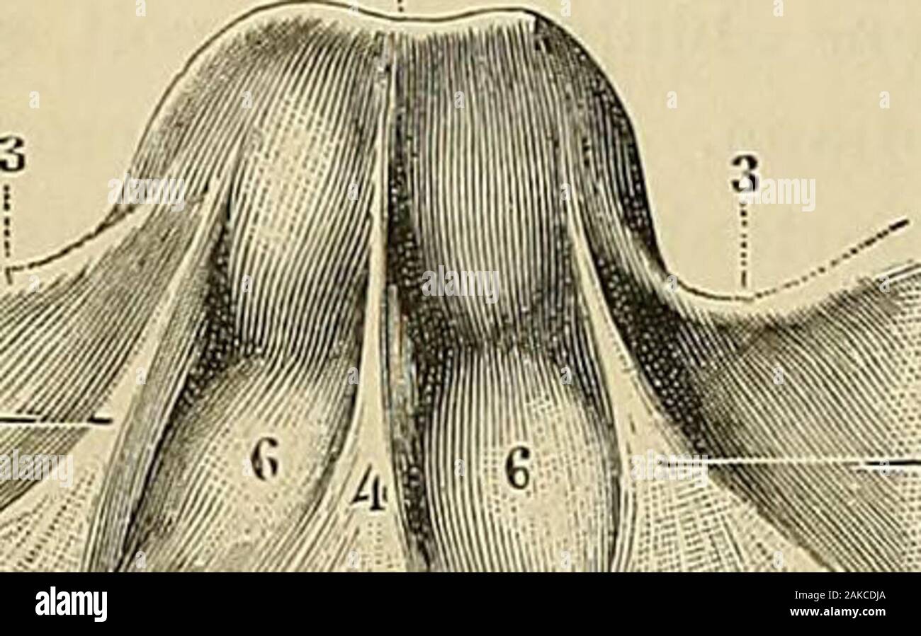 Surface muqueuse hi-res stock photography and images - Alamy