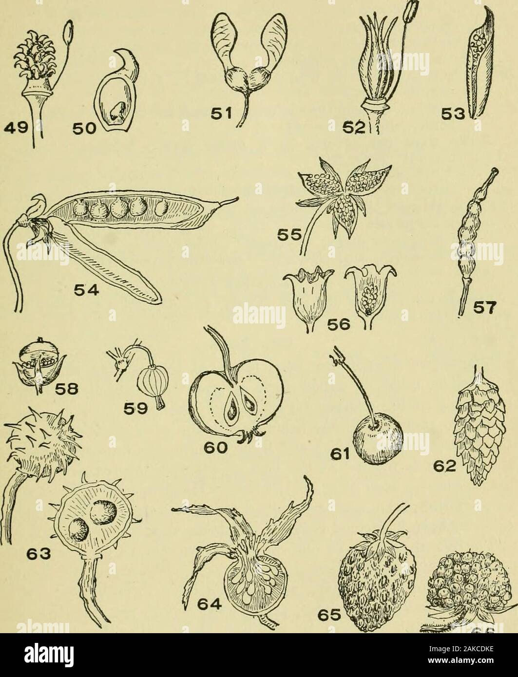 An illustrated guide to the flowering plants of the middle Atlantic and ...